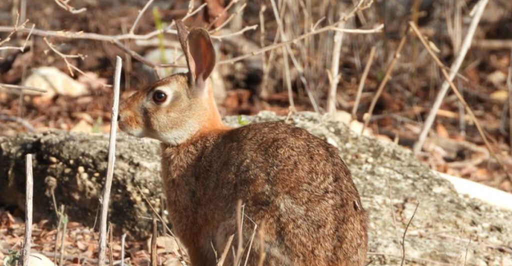 Expedition To Sierra Madre Del Sur : Where To Track North America’s ‘Ghost’ Rabbit On A Guided Hike