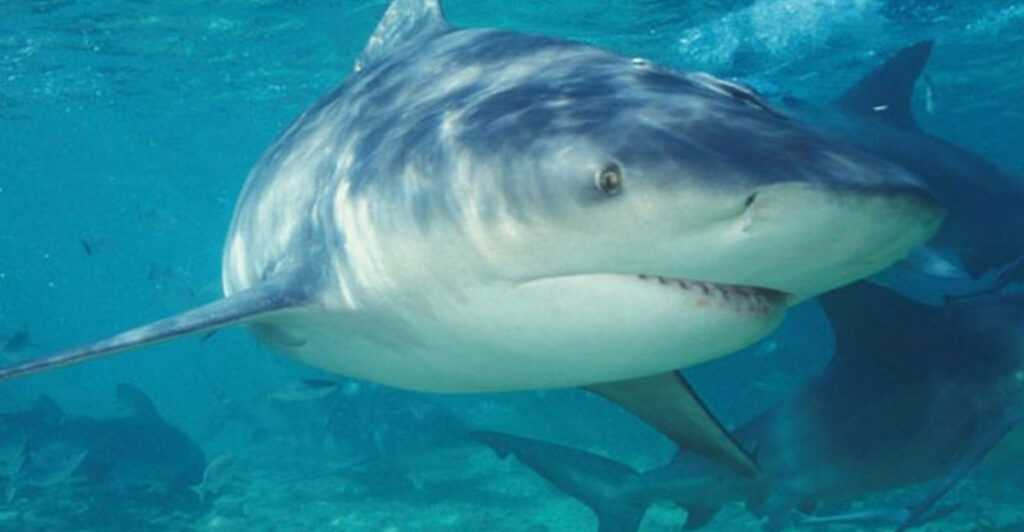 Paddle With Surprises: 15 U.S. Rivers Where Freshwater Sharks Swim ...